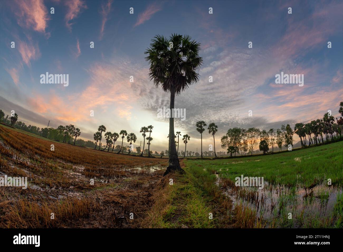 Ta Pa rice fields are beautiful in the morning, interspersed with ...
