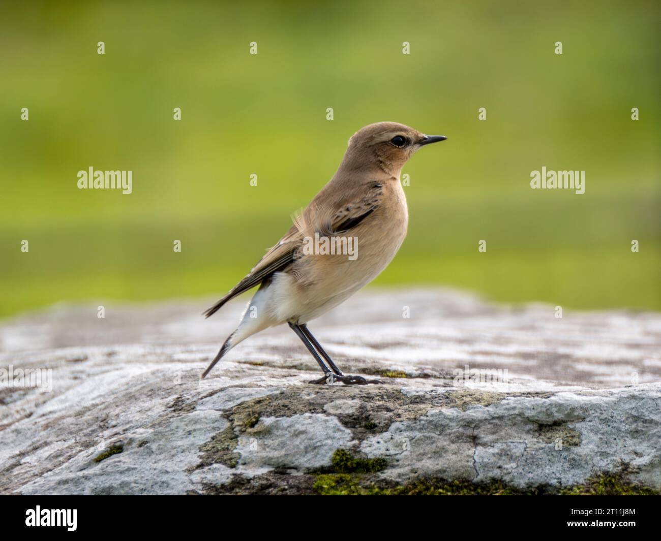 Female Northern Wheatear Oenanthe oenanthe Stock Photo - Alamy