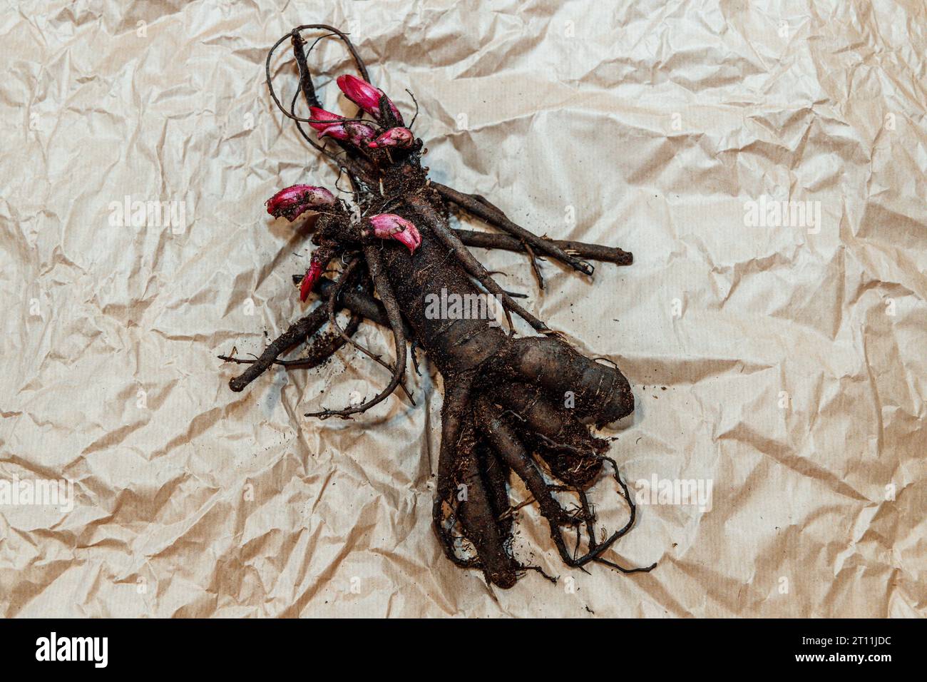Planting peony bartzella roots into the ground Stock Photo - Alamy