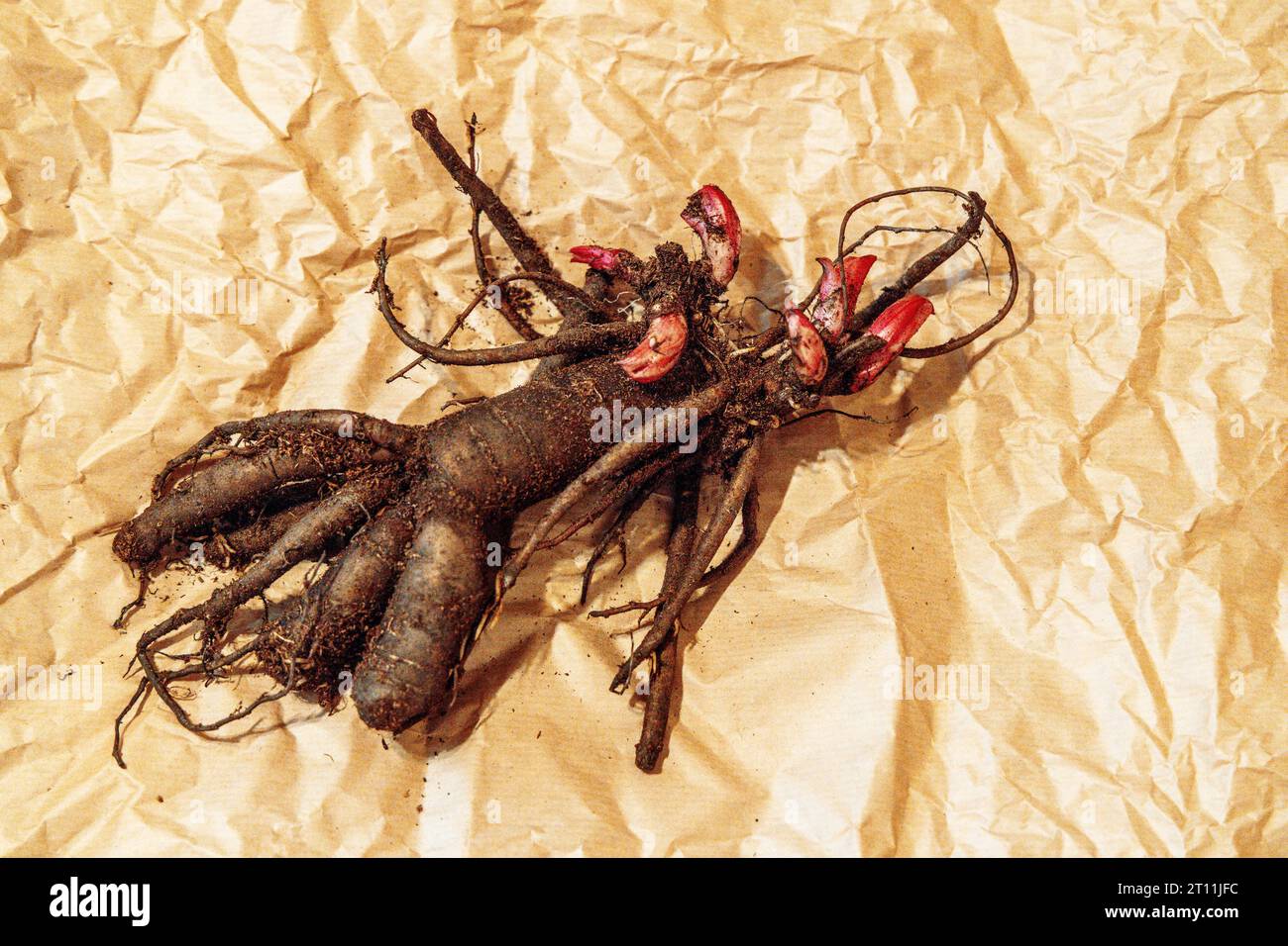 Planting peony bartzella roots into the ground Stock Photo - Alamy