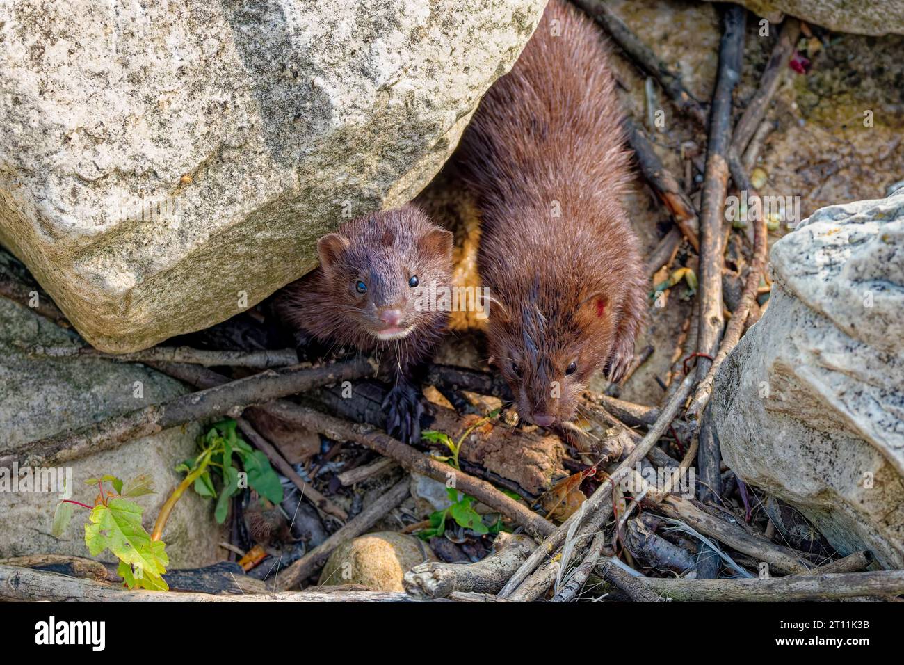 American mink (Neovison vison) on the hunt on the lake Michigan Stock ...
