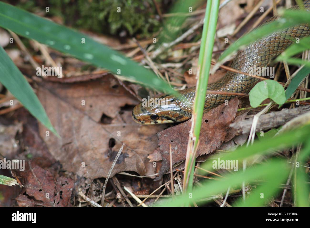 Elaphe conspicillata hi-res stock photography and images - Alamy