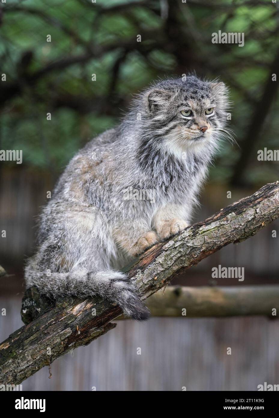 Pallas's cat - Otocolobus manul - resting on wooden branch Stock Photo ...