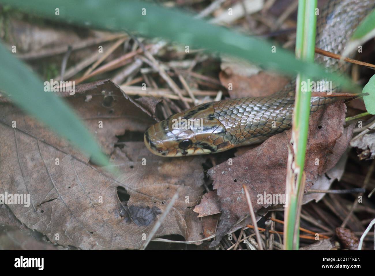 Japanese Forest Ratsnake (Elaphe conspicillata) in Japan Stock Photo ...