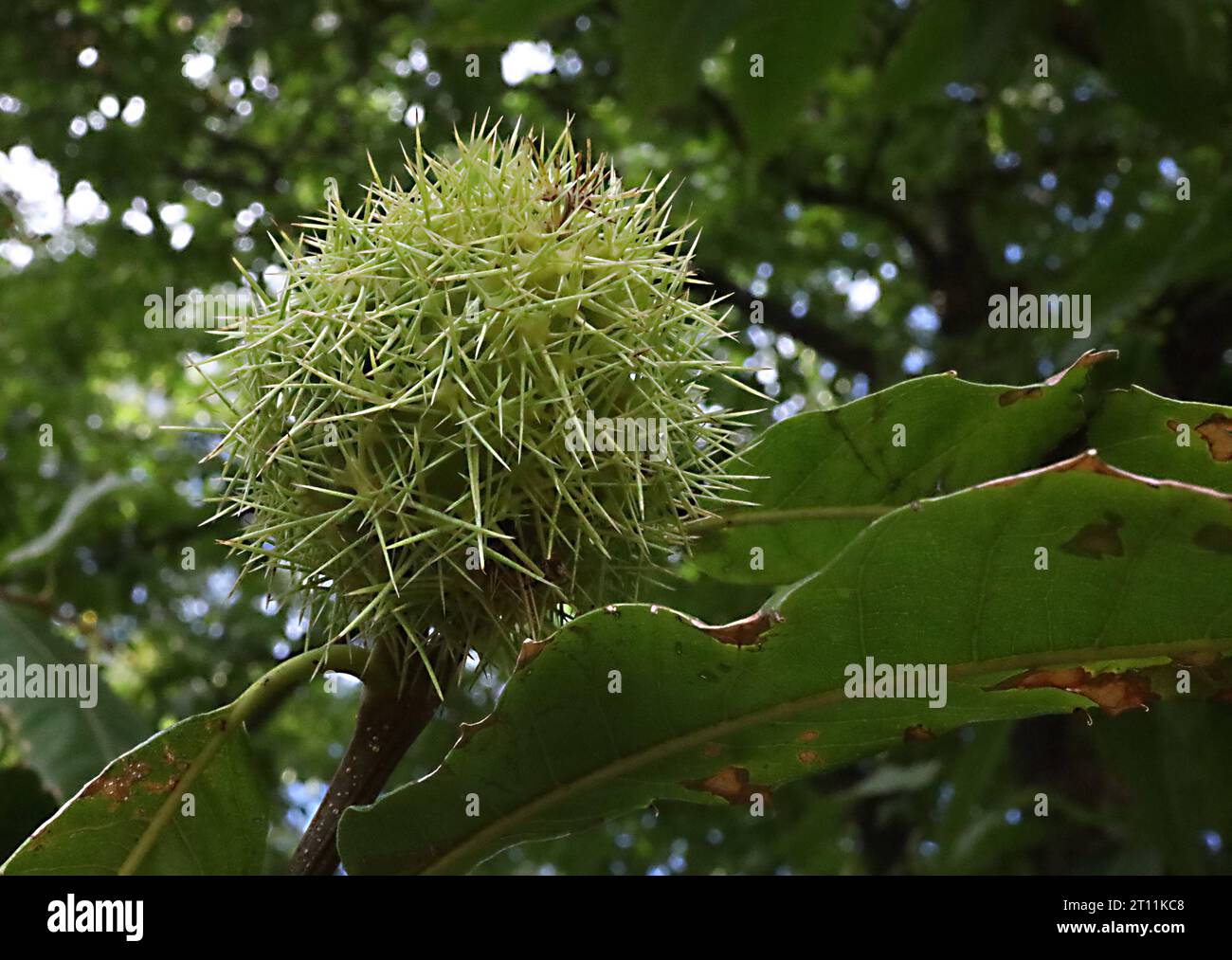 Gattung kastanien hi-res stock photography and images - Alamy