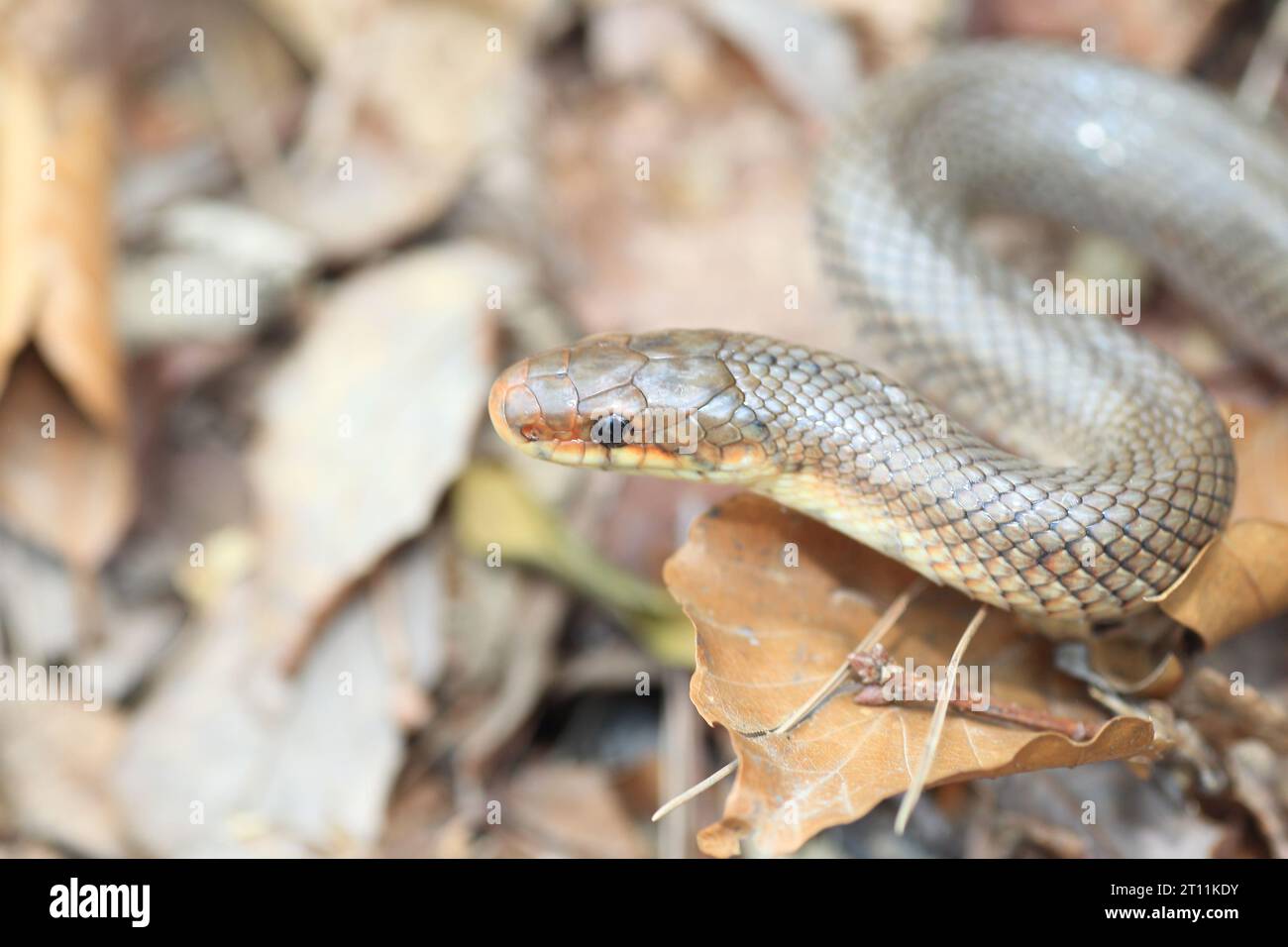 Japanese forest ratsnake hi-res stock photography and images - Alamy