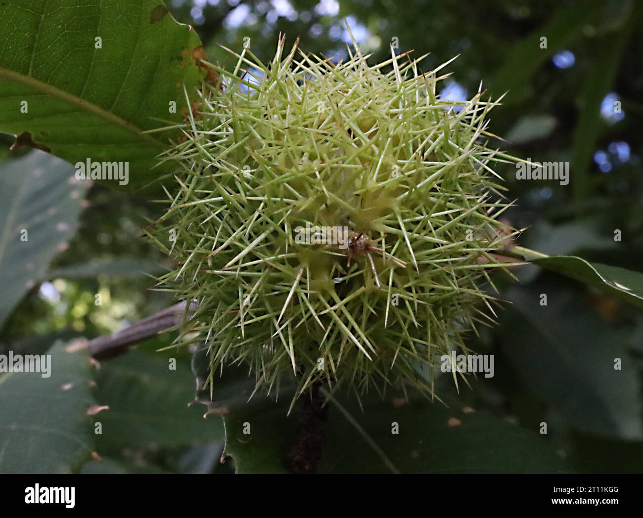 Gattung kastanien hi-res stock photography and images - Alamy