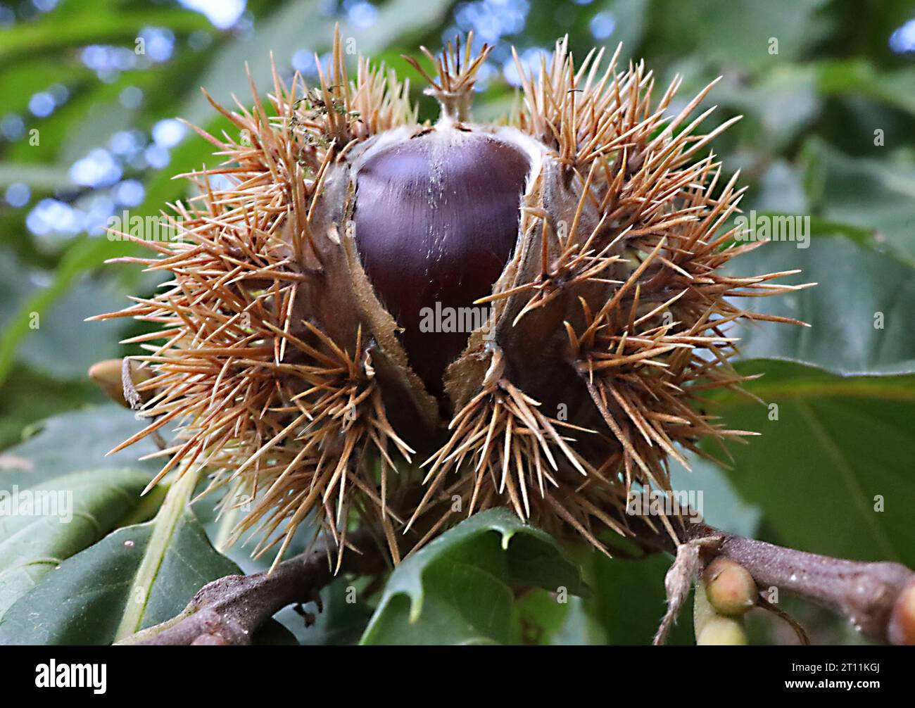 Gattung kastanien hi-res stock photography and images - Alamy