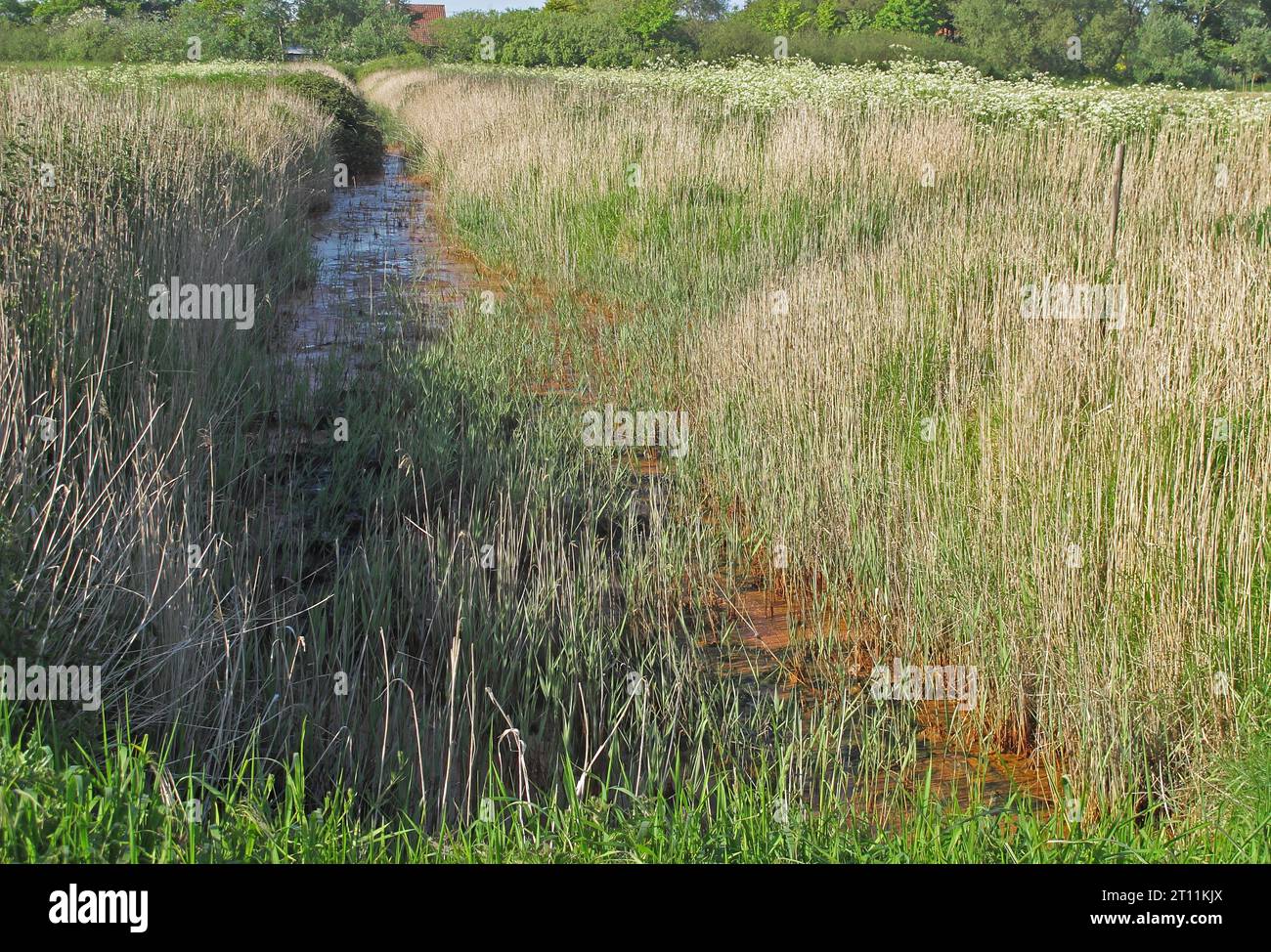 oxidisation of peet in deep drainage ditch causing 'rusty' staining ...
