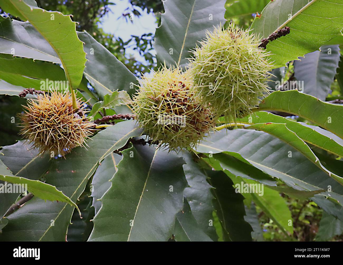 Gattung kastanien hi-res stock photography and images - Alamy