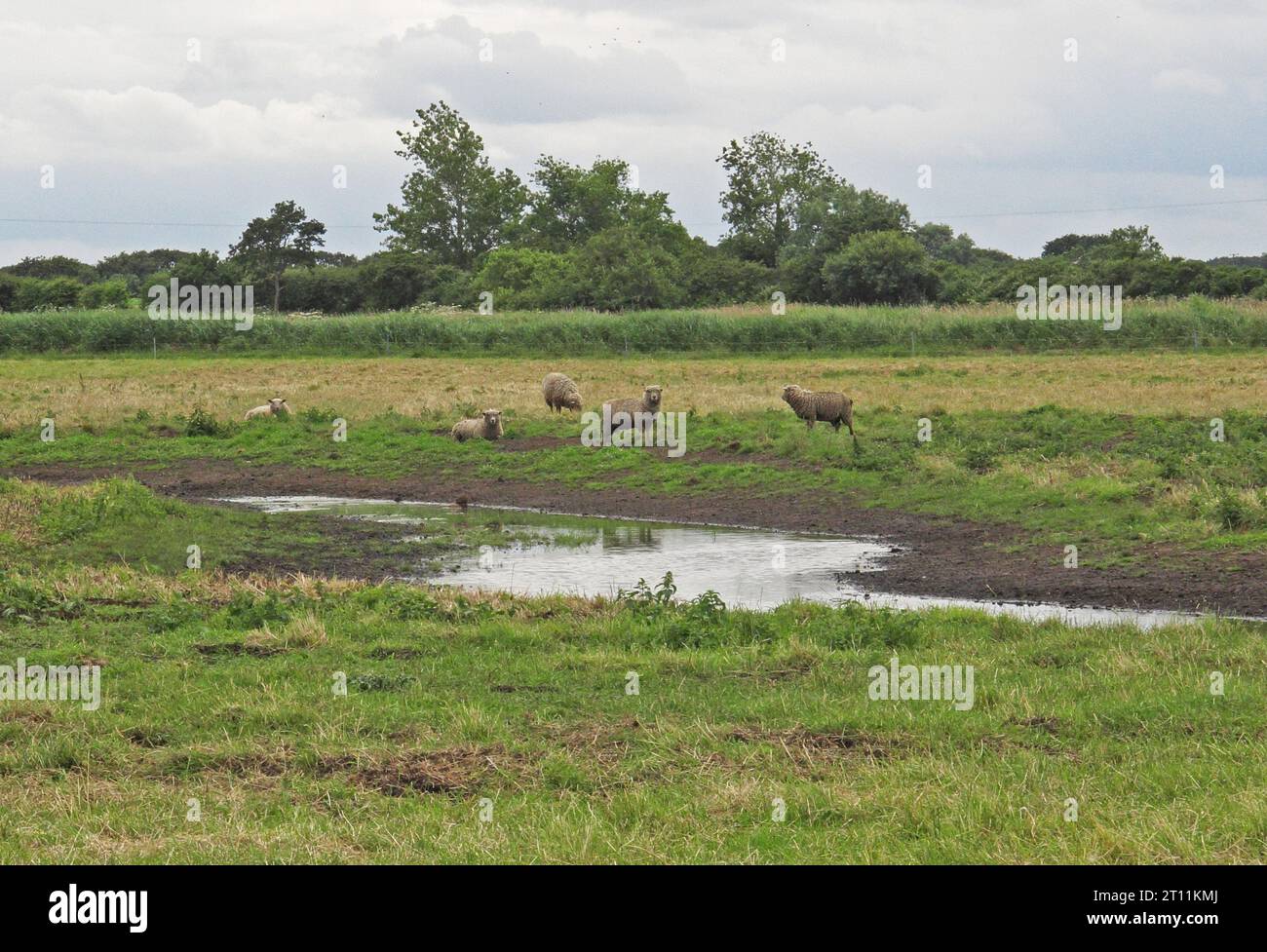 sheep grazing by scarpe on newly created Higher Level Stewardship land ...