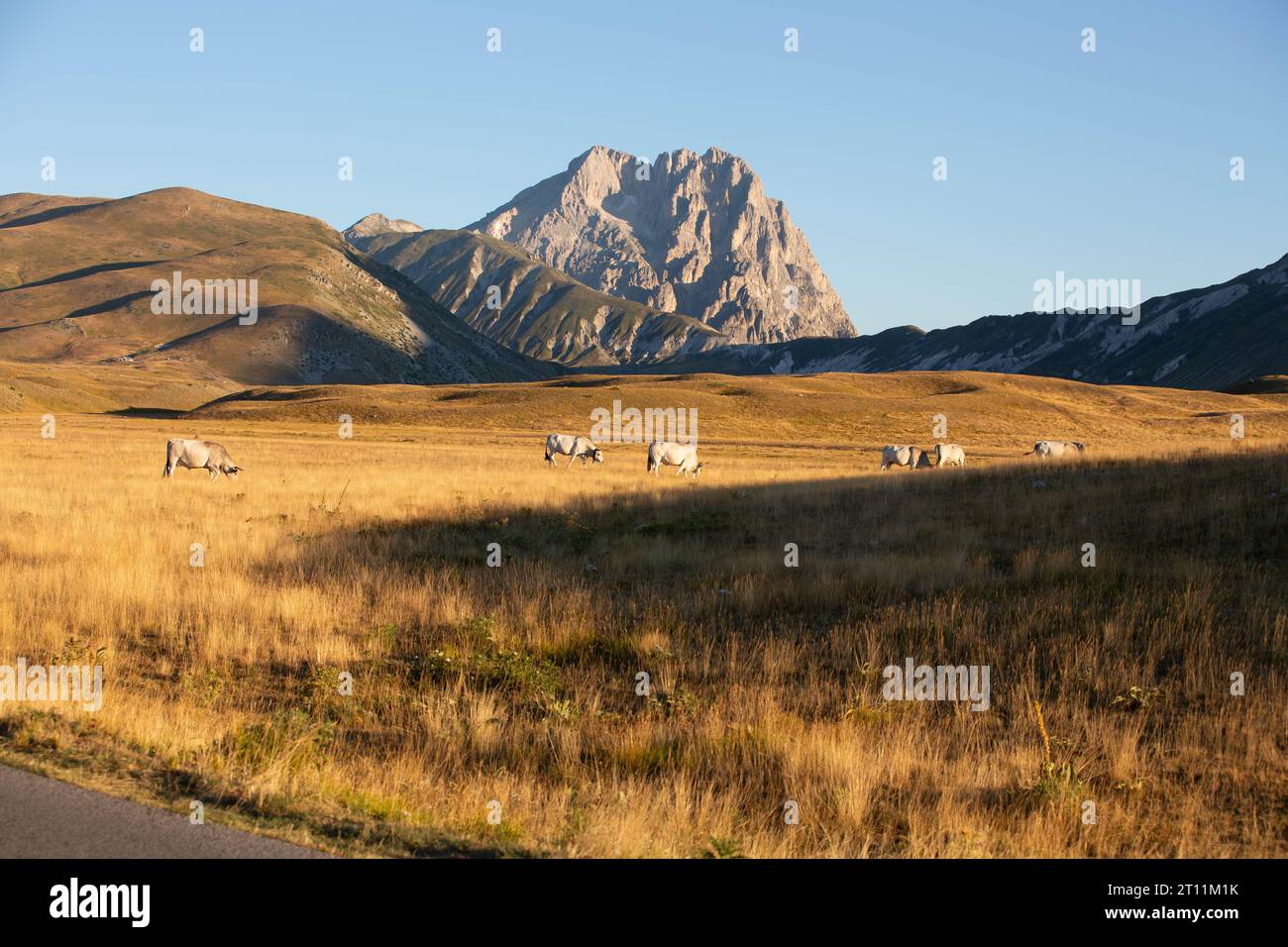 Gran sasso horse hi-res stock photography and images - Alamy