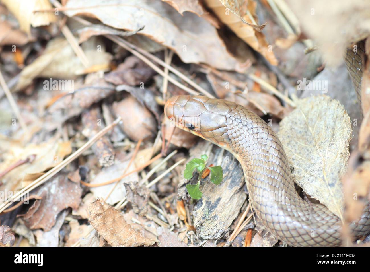 Japanese forest ratsnake hi-res stock photography and images - Alamy