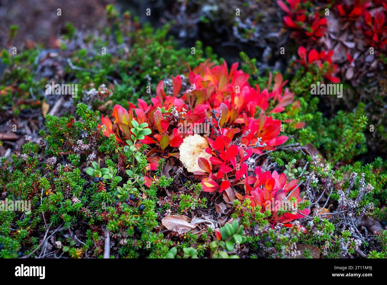 September 14, 2023: The autumn season is relatively short in northern ...