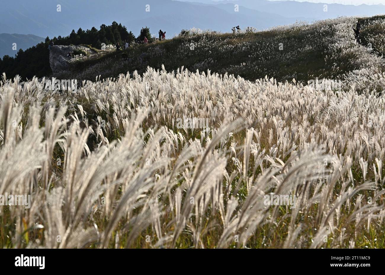 Japanese pampas grass sway by wind at Oshi Highland in Wakayama ...