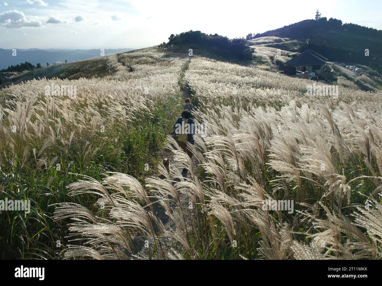 Japanese pampas grass sway by wind at Oshi Highland in Wakayama ...