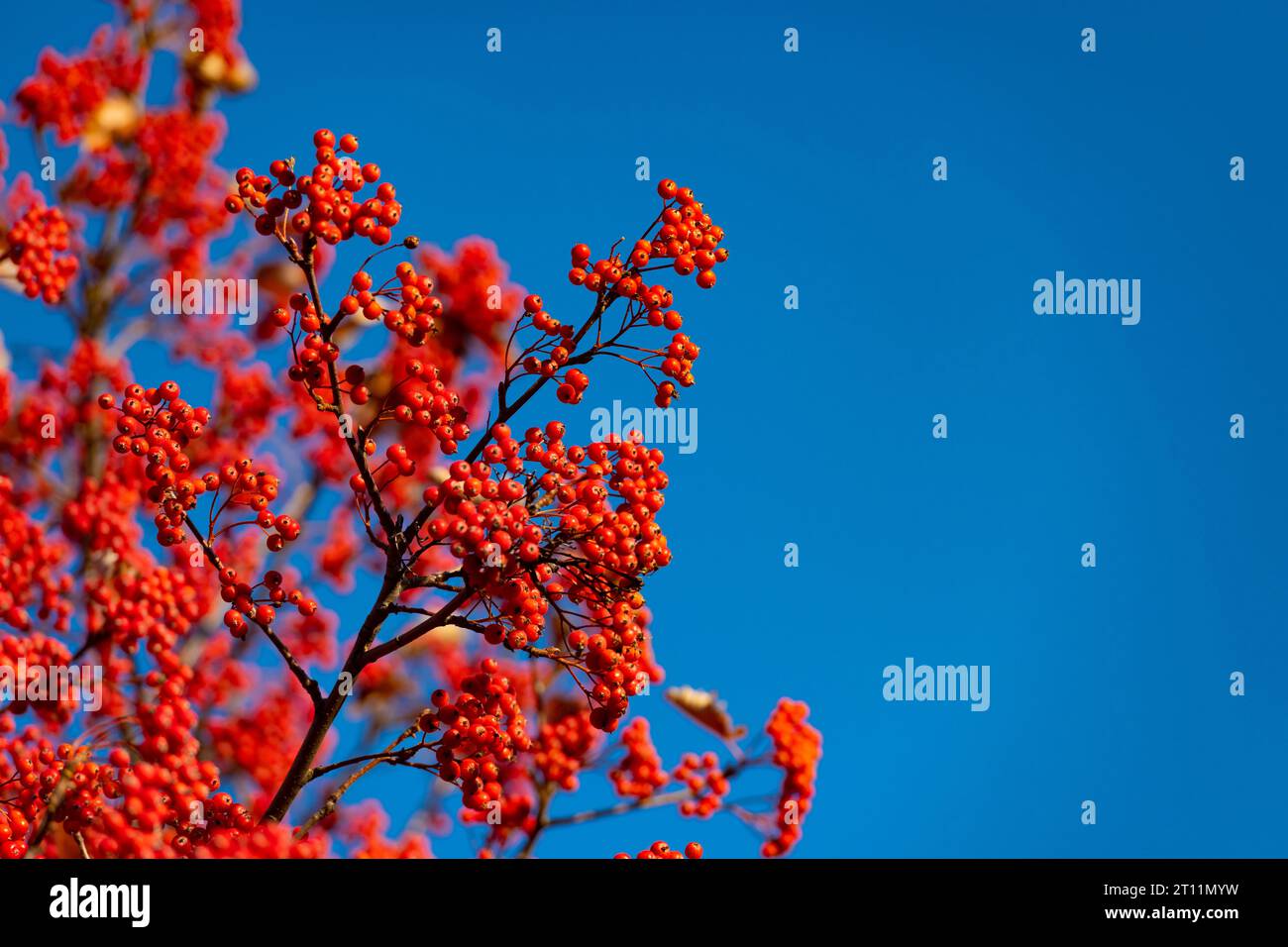 red fall rowanberry branch. season red fall rowanberry. fall season ...