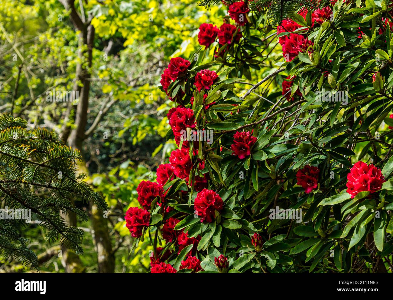 Red rhododendron flowers on bush in woodland, Scotland, UK Stock Photo ...
