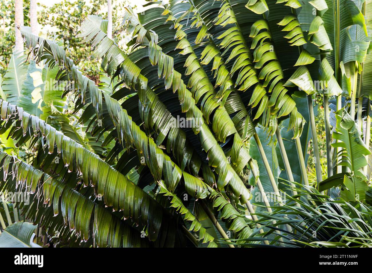 Green palm tree leaves, tropic background photo. Ravenala is a genus of ...