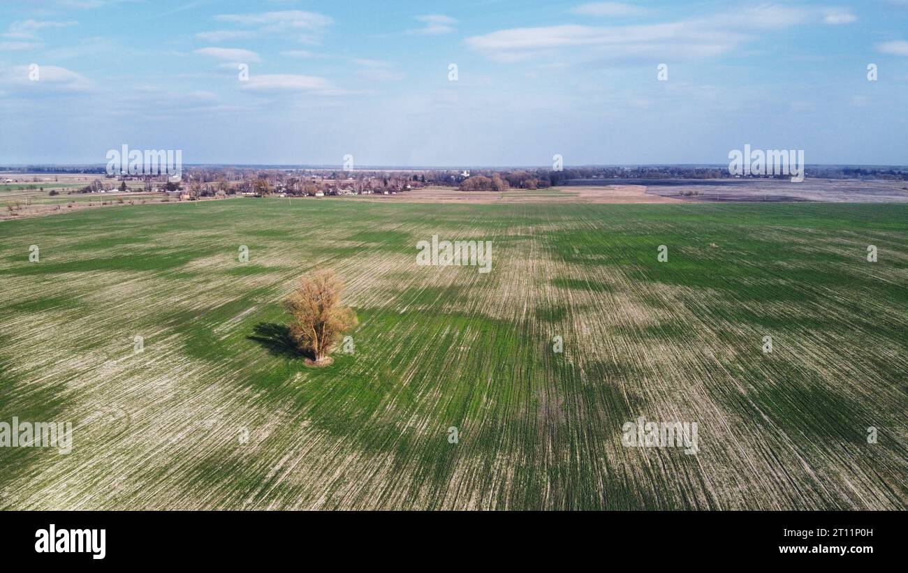 Lonely tree in a spring field, aerial view. Agricultural landscape ...
