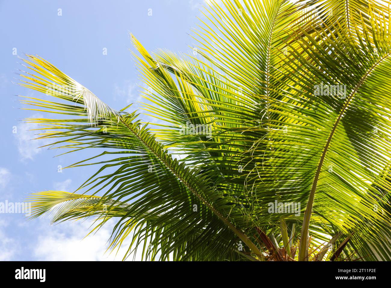 Coconut palm tree leaves are under blue sky on a sunny day, natural ...