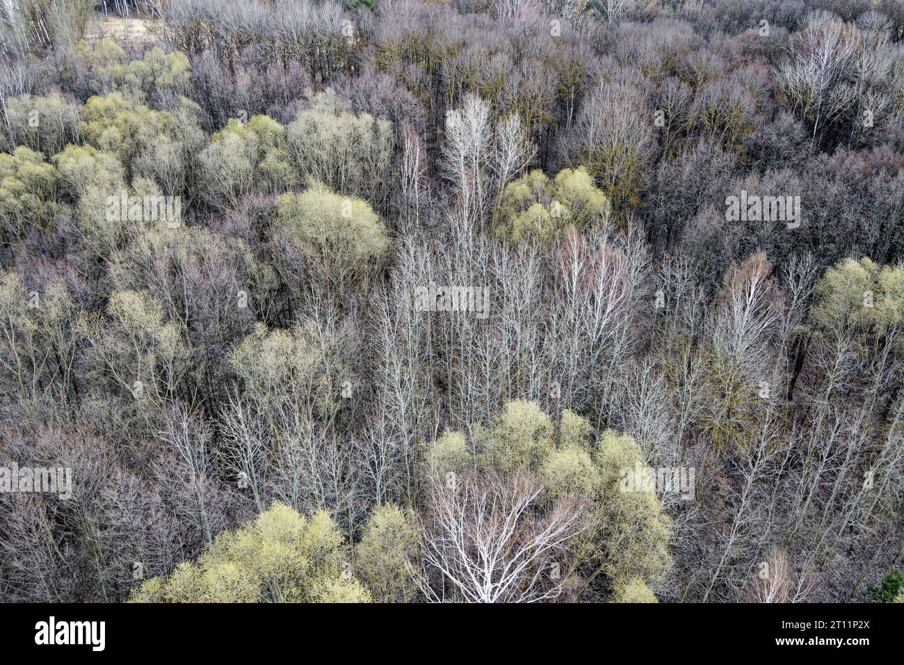 Leafless trees in a spring forest, aerial view Stock Photo - Alamy