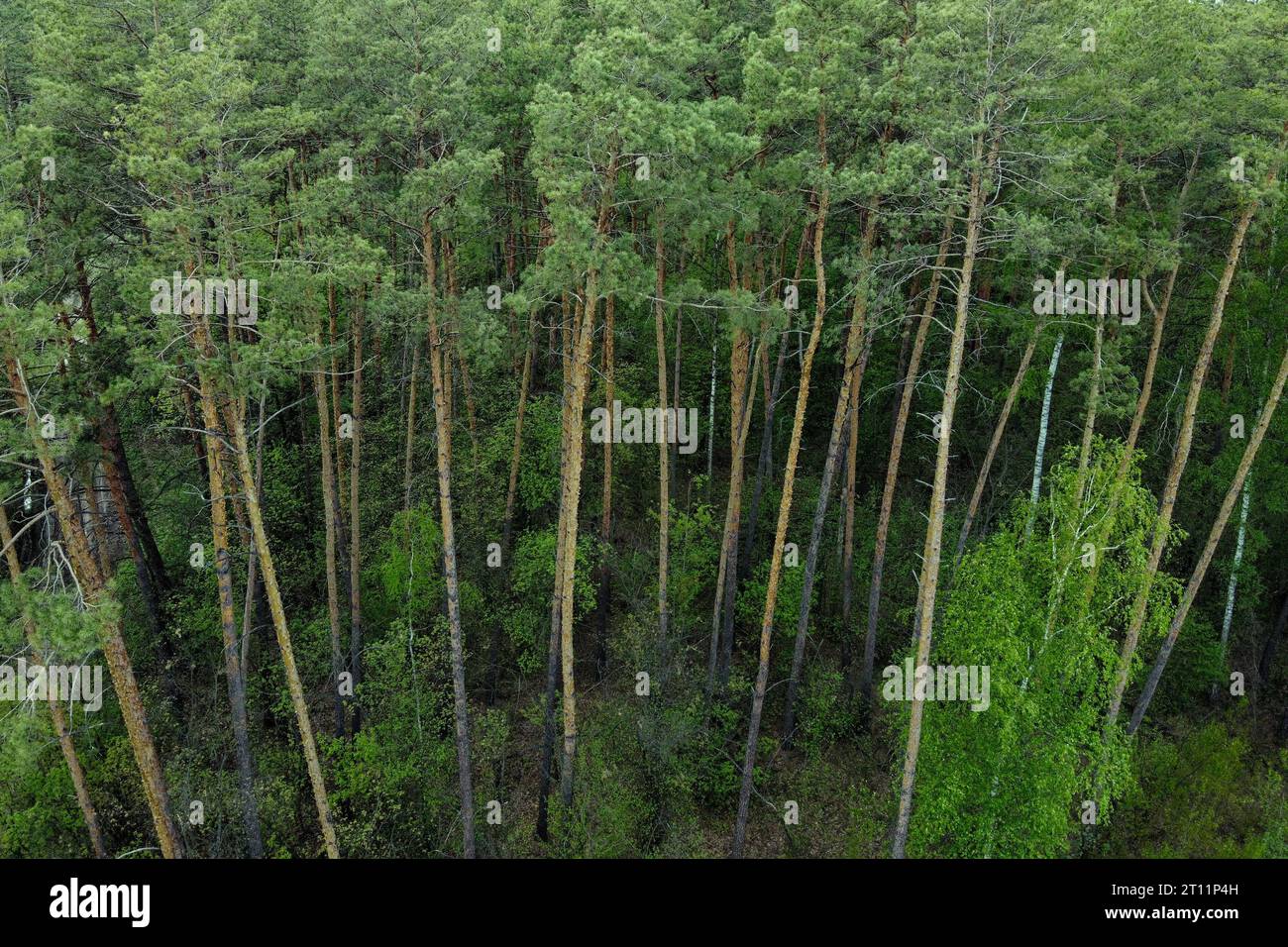 Tall trees in coniferous forest hi-res stock photography and images - Alamy