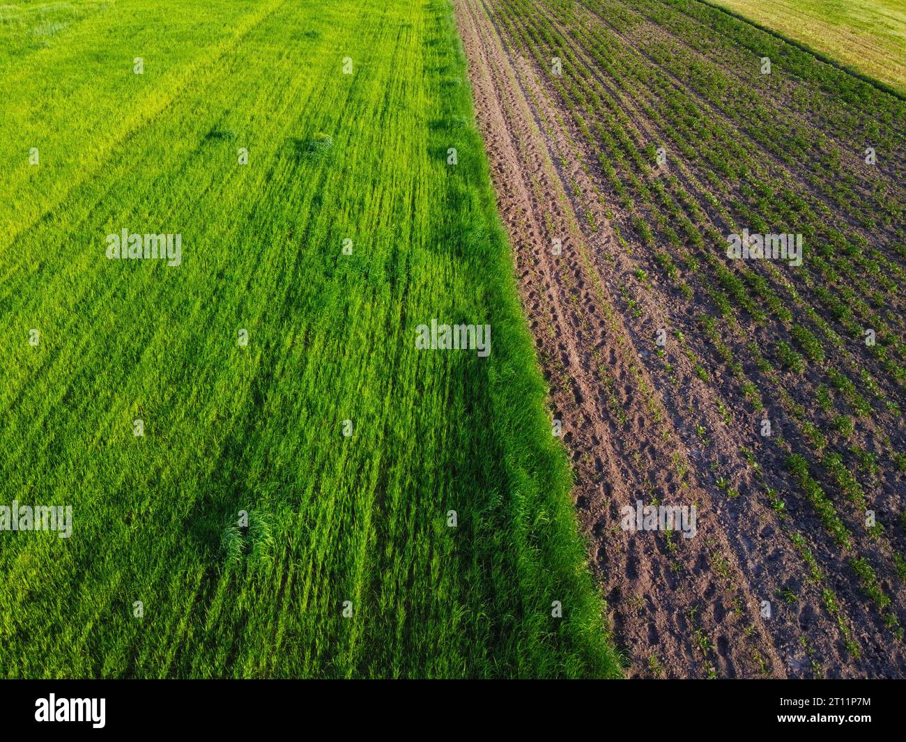 Aerial green potato field hi-res stock photography and images - Alamy