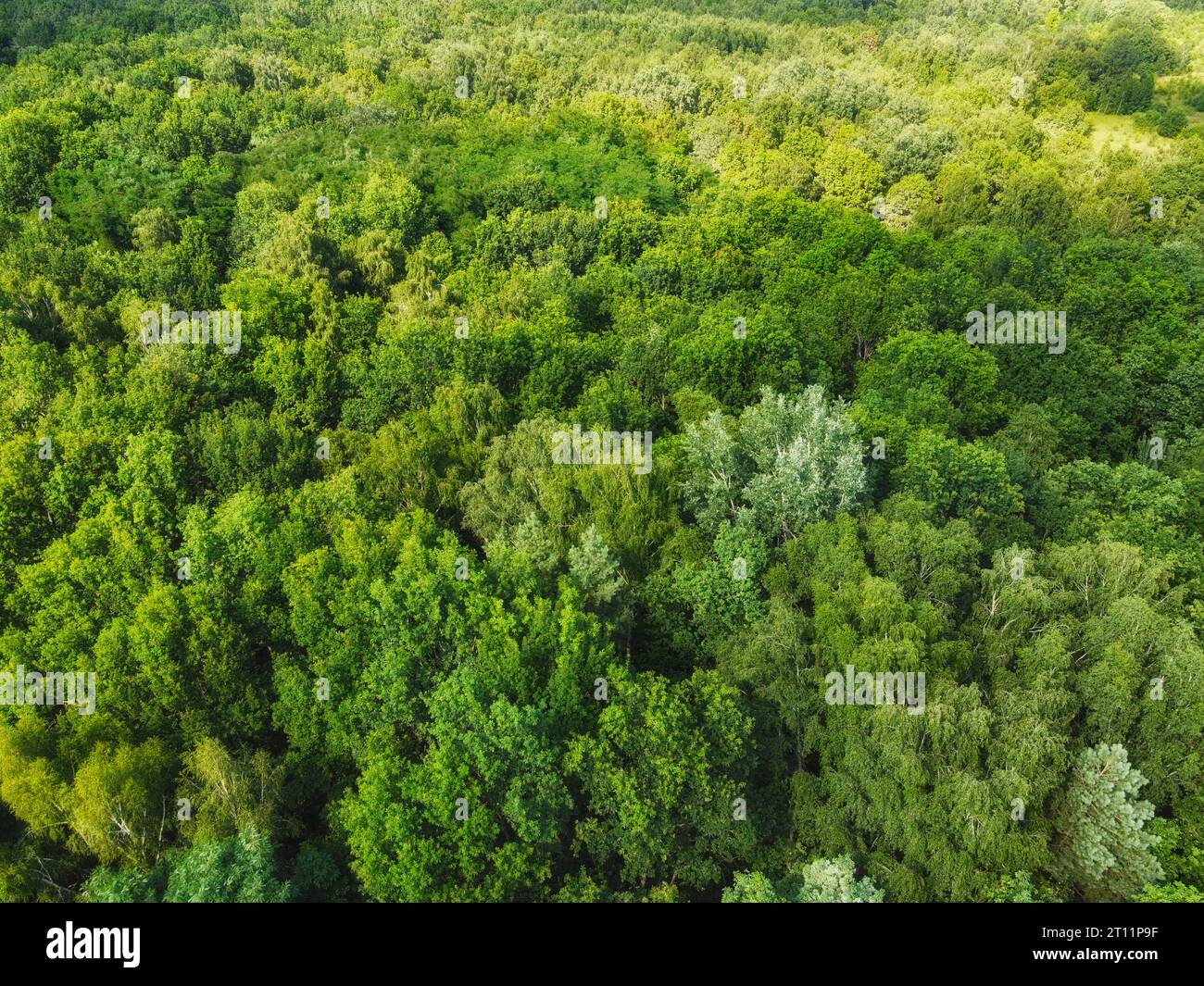 Dense treetop hi-res stock photography and images - Alamy