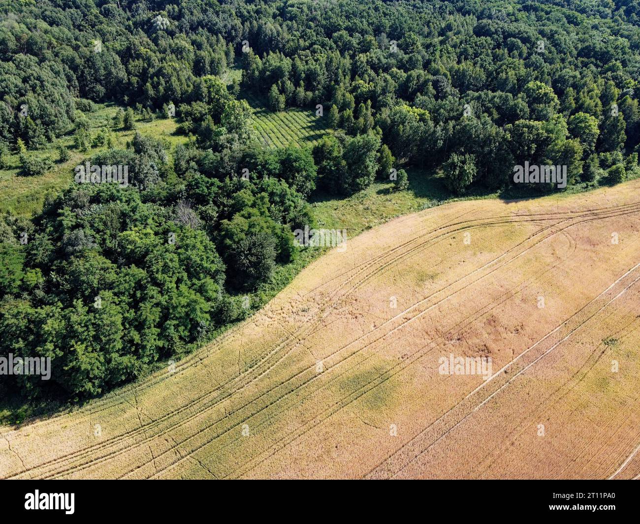 Green wheat field forest background hi-res stock photography and images ...