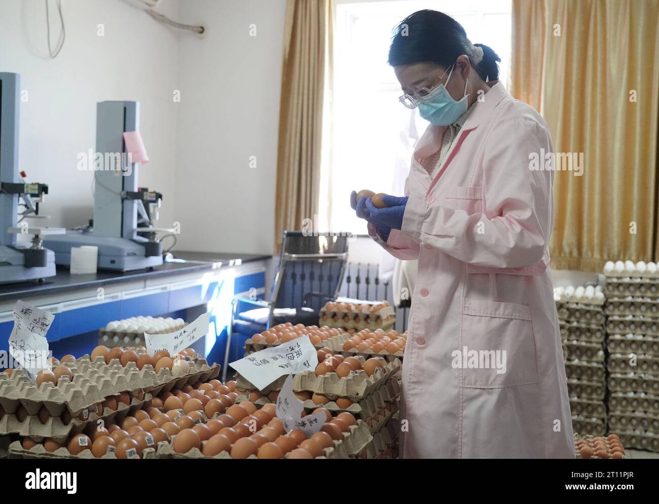 (231010) -- BEIJING, Oct. 10, 2023 (Xinhua) -- A technician checks eggs ...