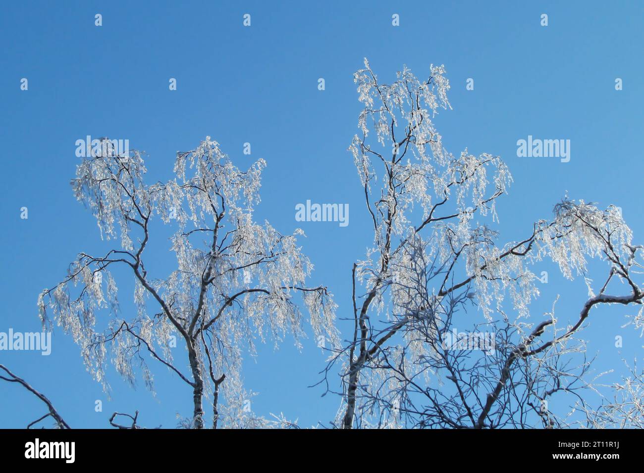 Frosty tops of birch trees against a bright blue sky in winter in ...