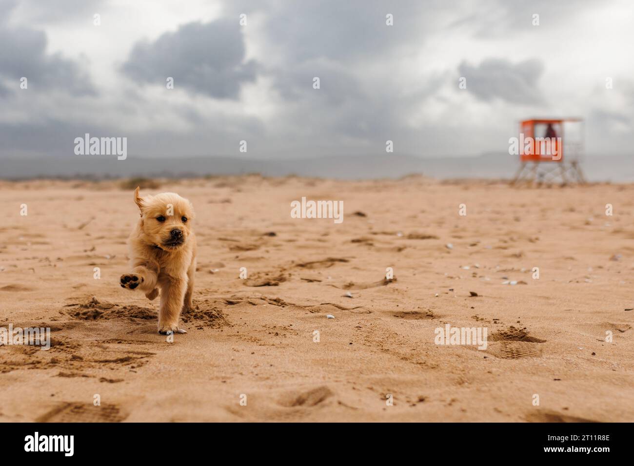 Roxy dog hi-res stock photography and images - Alamy