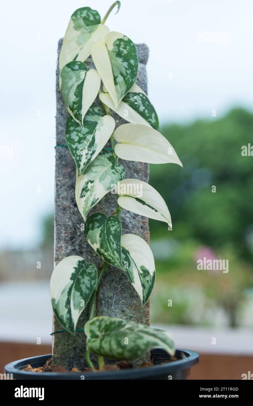Closeup to leaf of scindapsus mayari in the pot Stock Photo - Alamy