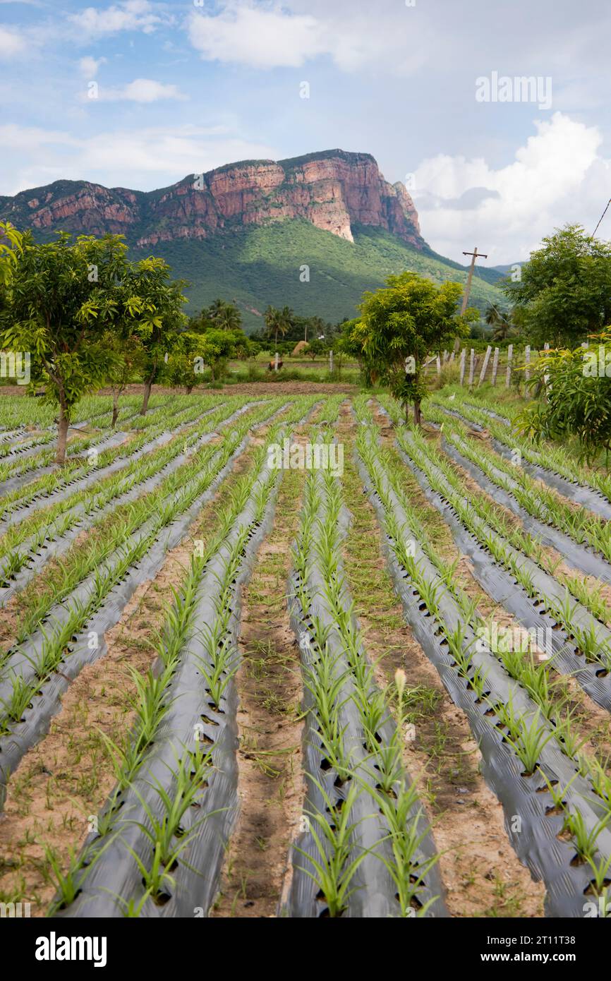 Natural farming method in garden hi-res stock photography and images ...