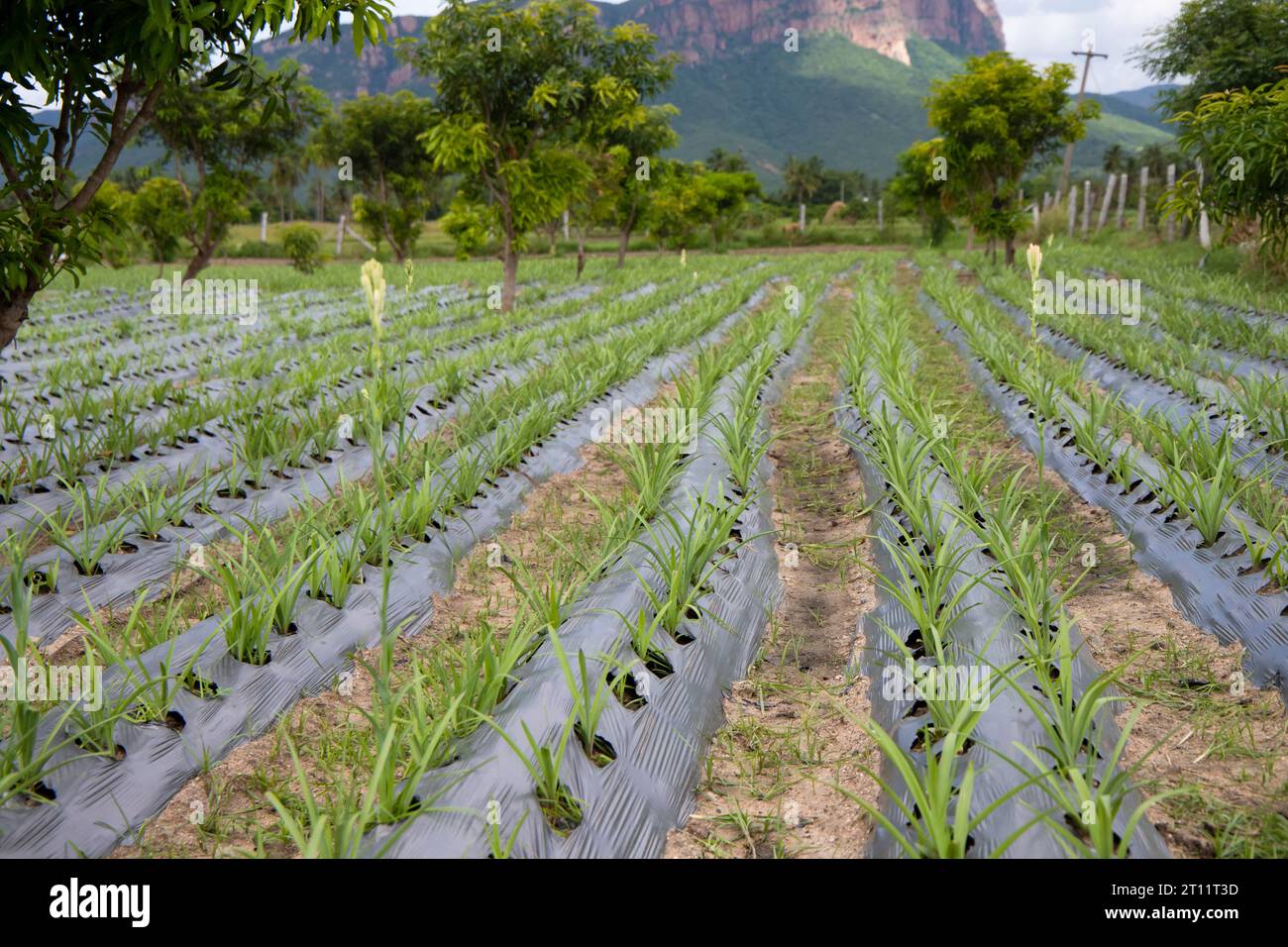 Drip irrigation method farming in India - Agricultural field Stock ...