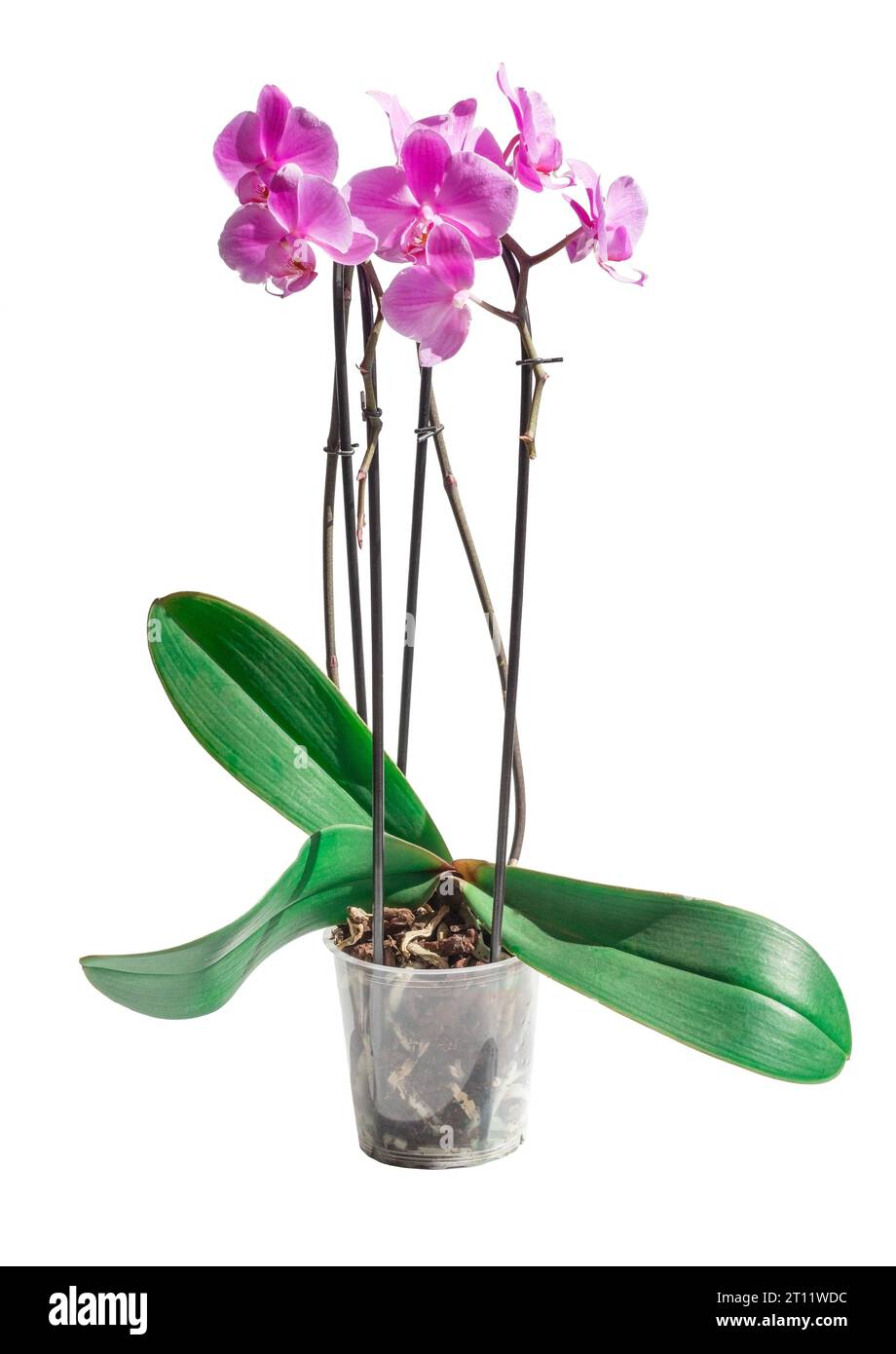 Pink orchid, phalaenopsis with large, striped flowers in a flowerpot. Isolate on white ...