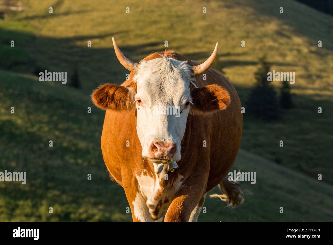 Cow portail hi-res stock photography and images - Alamy
