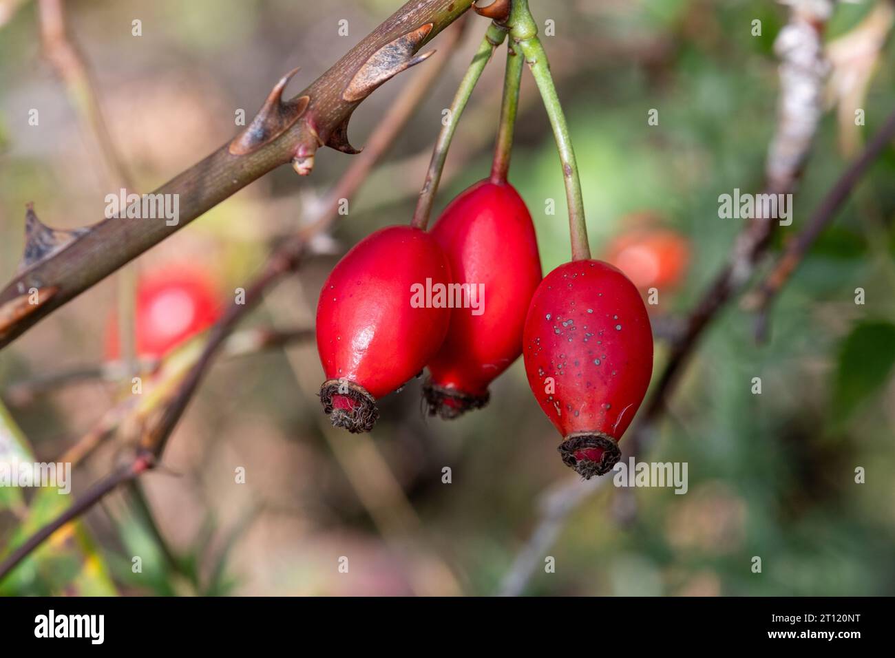 Rosehips, colourful red rosehip berries on wild rose plant in autumn ...