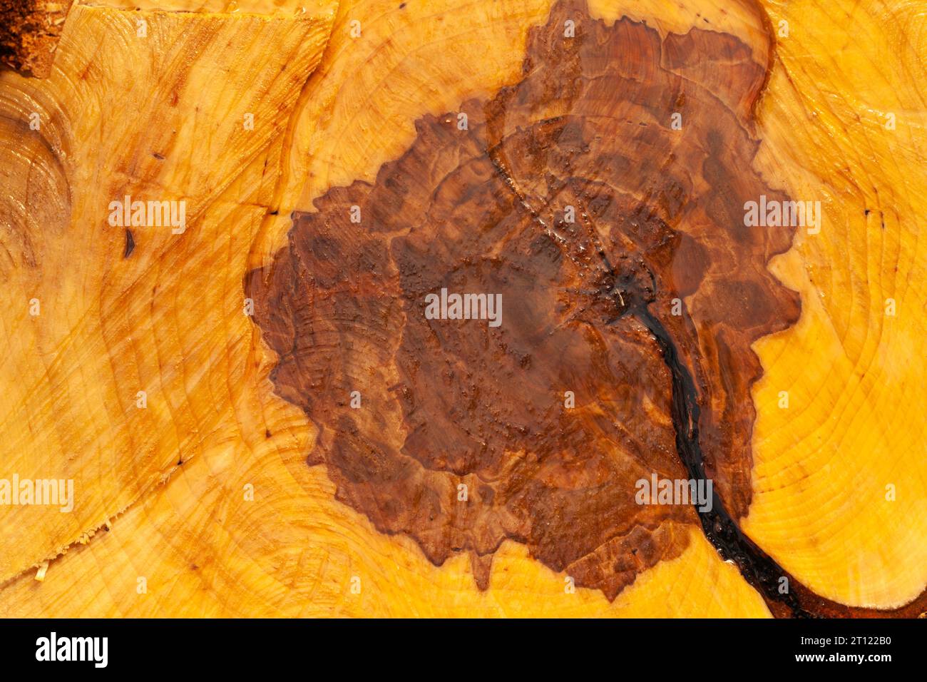 Closeup of a flowing birch stump. Texture and pattern on the surface ...