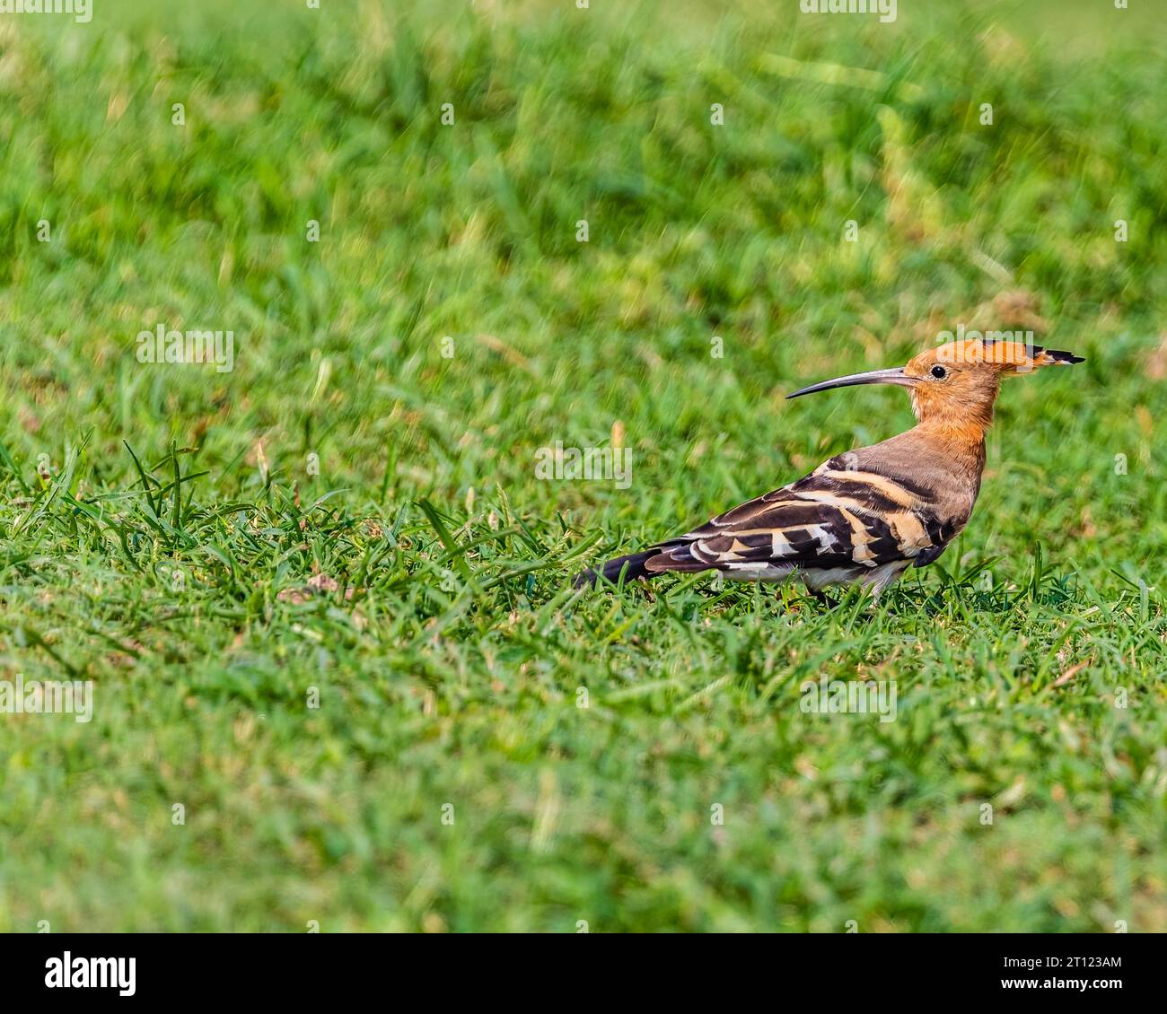 A Hoopoe turning its head Stock Photo - Alamy