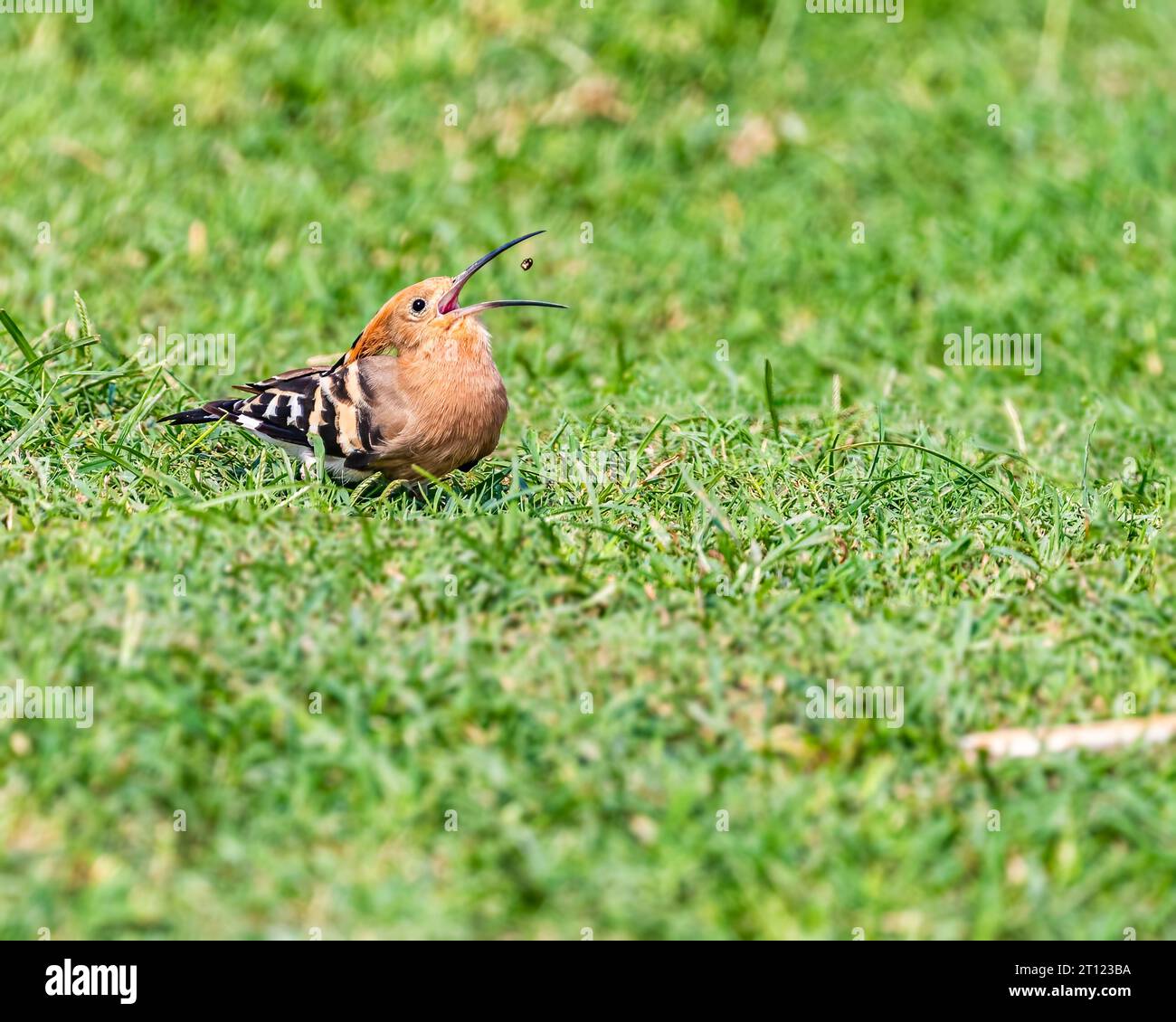 Tossing orange hi-res stock photography and images - Alamy