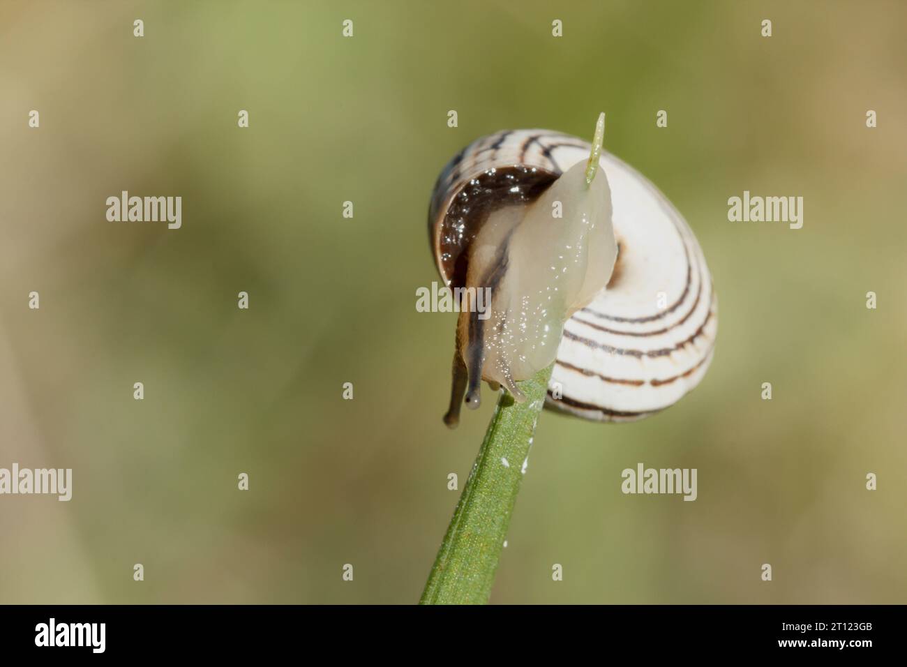 Theba pilana snail changing direction on plant leaf in strong sunlight ...