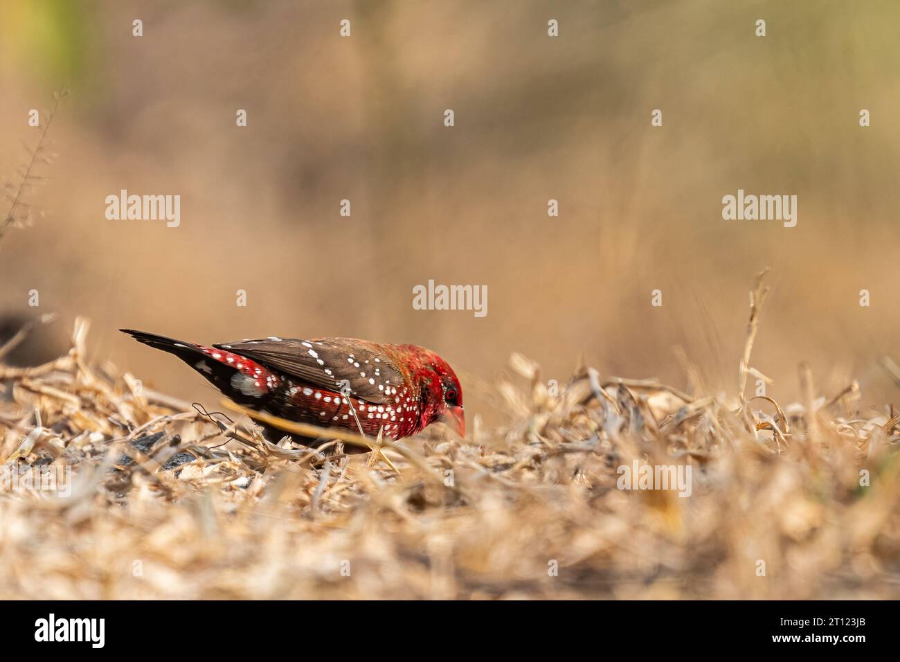 Pecking at grain hi-res stock photography and images - Alamy