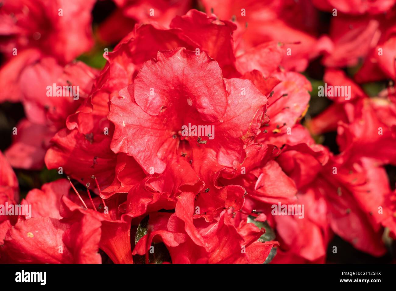 The spectacular blooms of the Red Geisha variety of Japanese Azalea ...