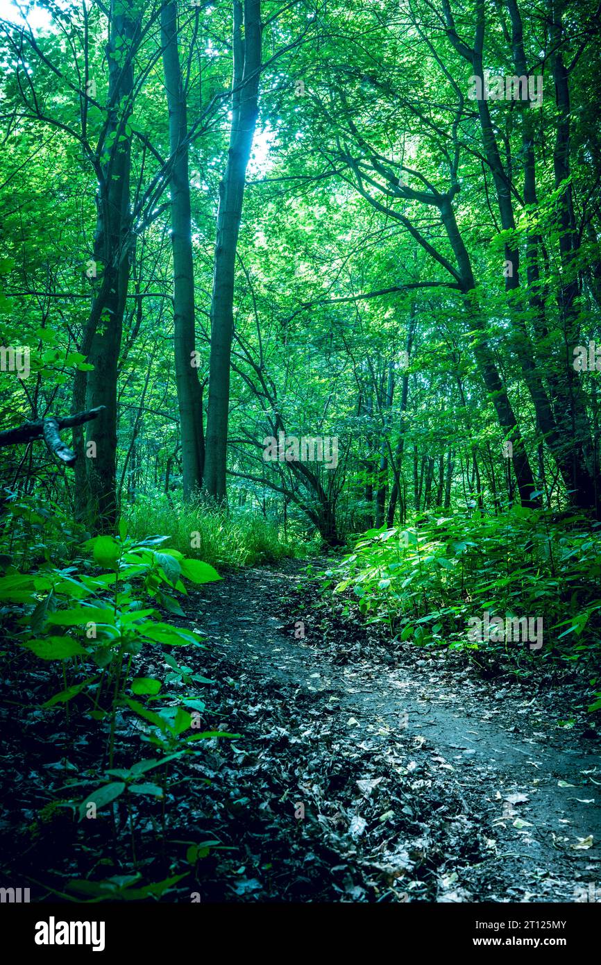 path into a green forest Stock Photo - Alamy