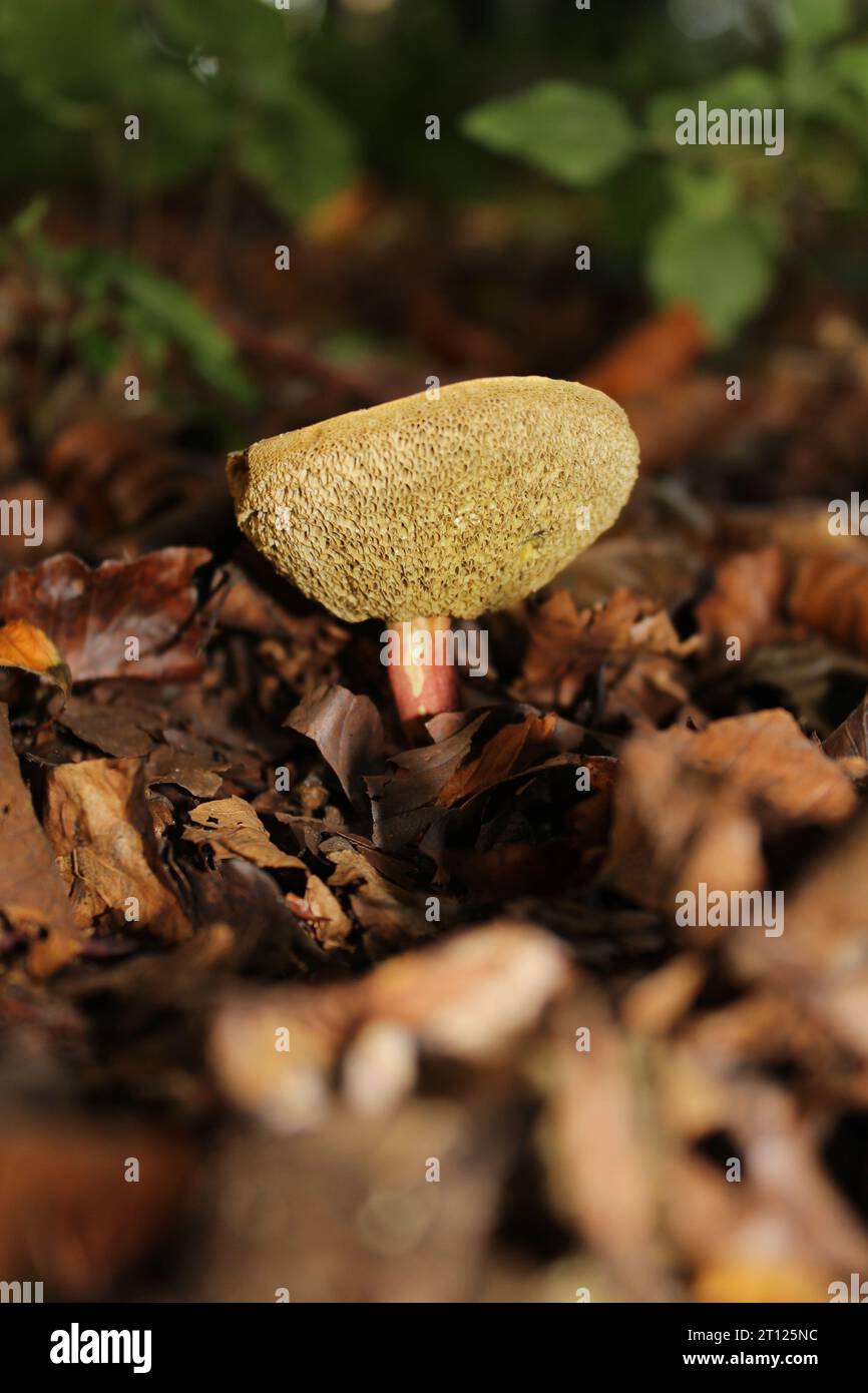 Red Cracking Bolete mushrooms (Xerocomellus chrysenteron) in British ...