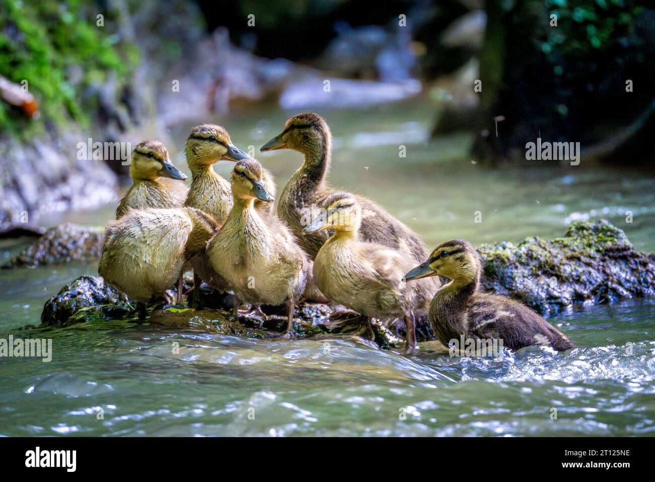 Ducklings cute swim little birds hi-res stock photography and images ...