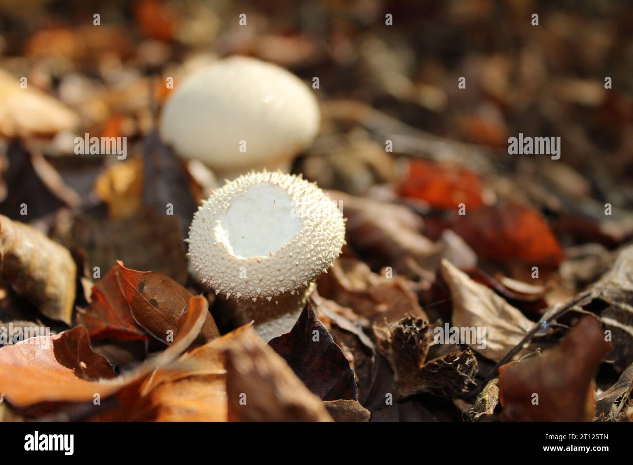 Common Puffball mushrooms (Lycoperdon perlatum) in British woodlands ...