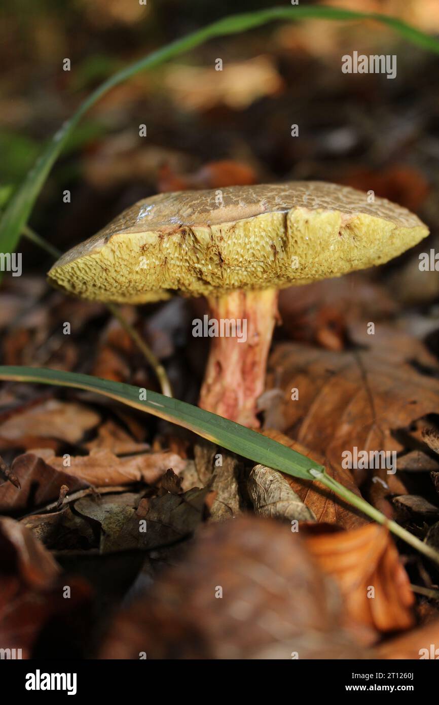 Red Cracking Bolete mushrooms (Xerocomellus chrysenteron) in British ...
